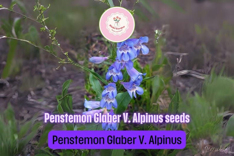Penstemon Glaber Var. Alpinus Seeds – 3pcs X 100mg Alpine Penstemon ...