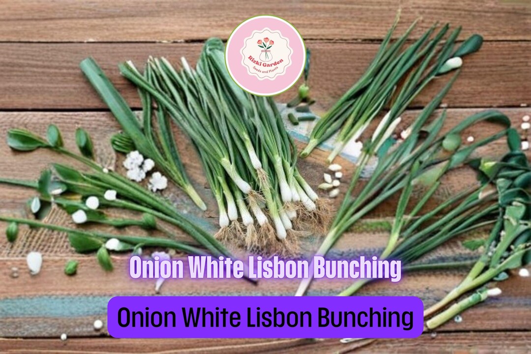 White Lisbon Bunching Onion Seeds – 50 Seeds – Allium Fistulosum Green ...