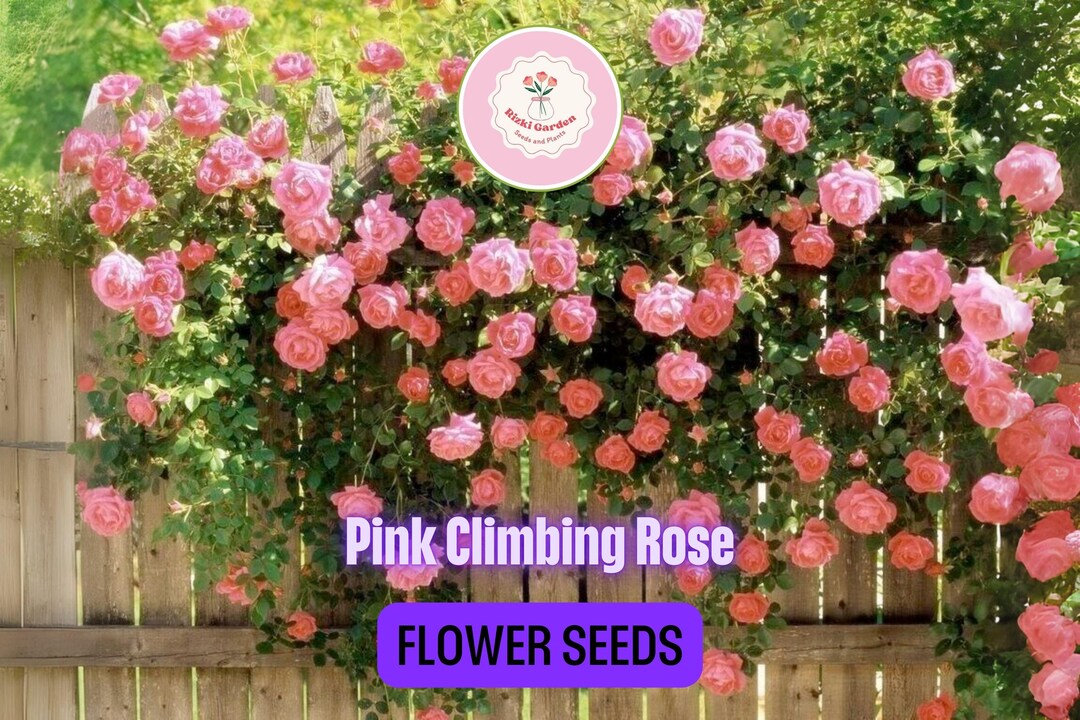 20 Pink Climbing Rose Seeds - Fragrant Perennial Vine - Fast-growing ...