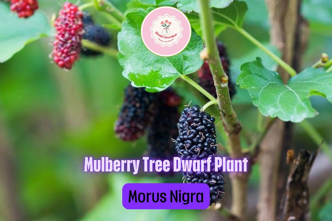 3 Dwarf Everbearing Mulberry Trees - Morus Nigra | Starter Plants ...