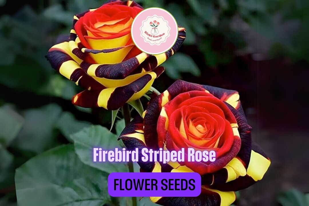 20 Firebird Striped Rose Seeds - Fiery Red & Orange Blooms - Unique ...