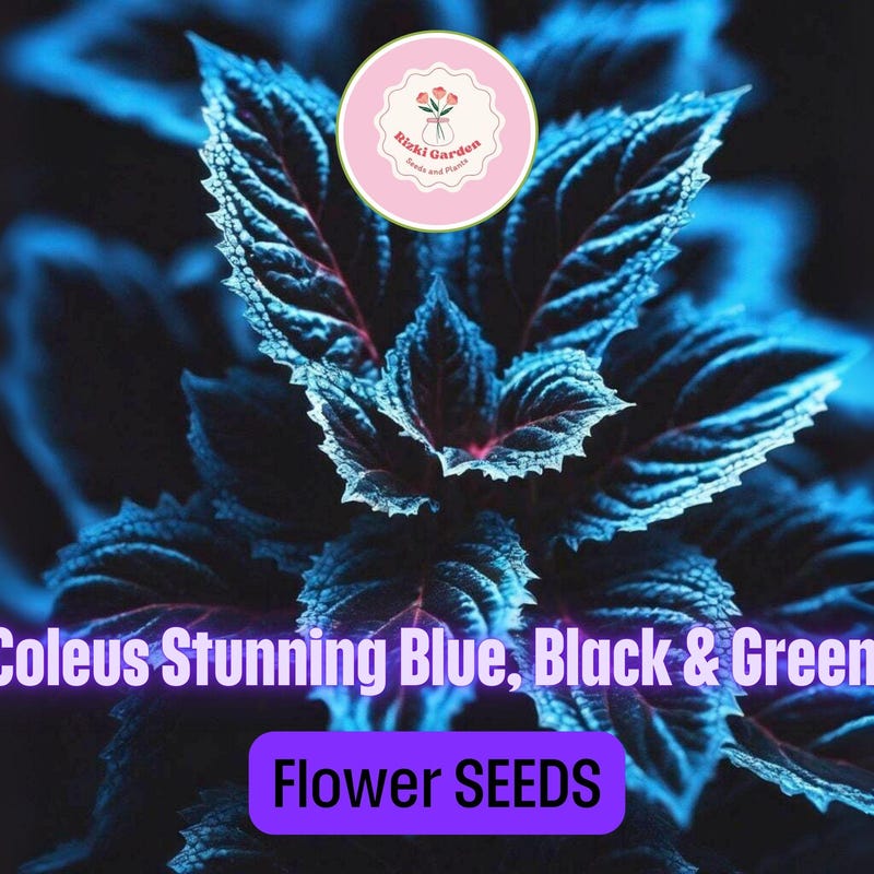 Coleus Seeds - Etsy