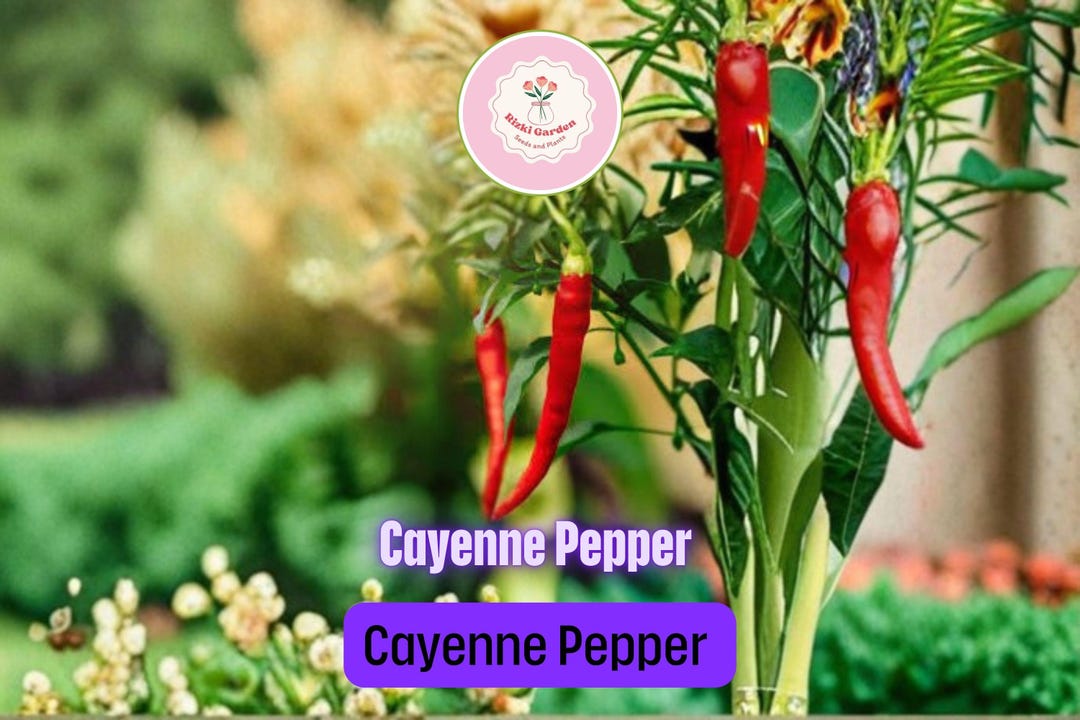 Cayenne Pepper (capsicum Annuum) – Live Organic Pepper Plant in 2in Pot ...