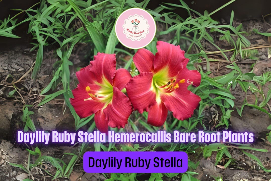 Daylily Ruby Stella Hemerocallis | 25 Bare Root Perennial Plants | Red ...