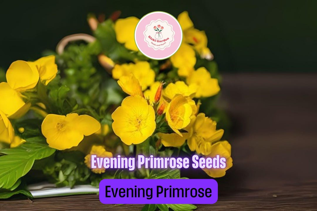 500 Evening Primrose Seeds for Planting | Oenothera Biennis | Easy-grow ...