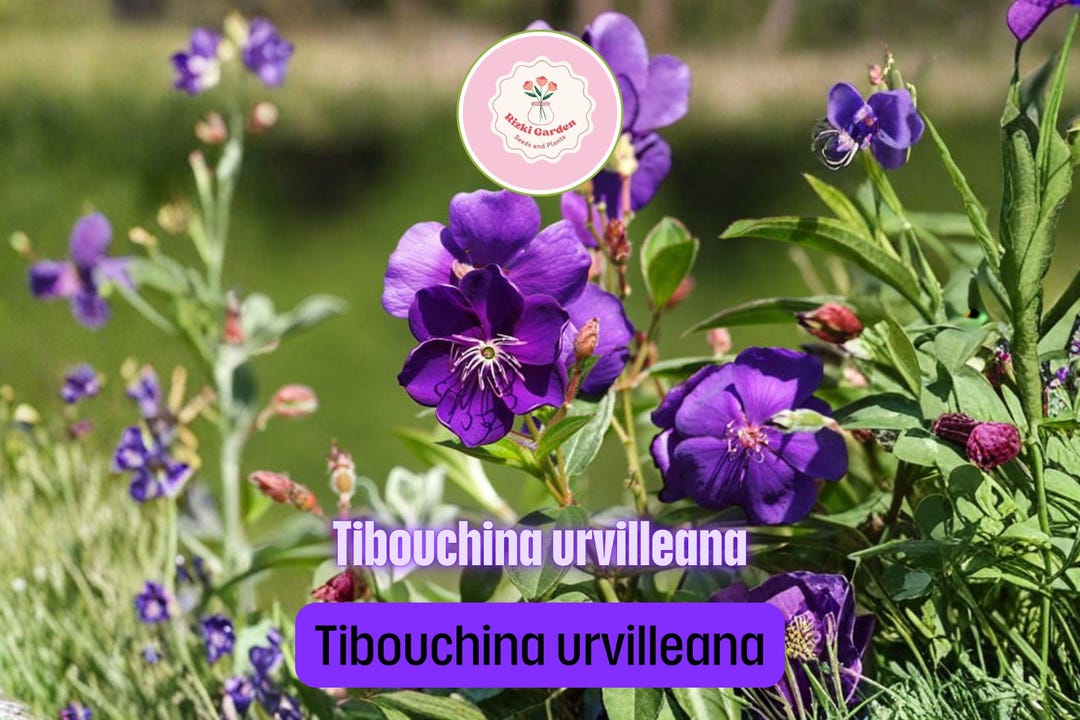 Athens Blue Princess Glory Bush Live Plant – Tibouchina Urvilleana ...