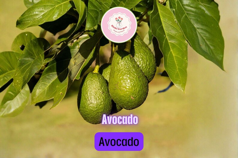 Avocado Tree 12 Inch Live Plant With Pot | Persea Americana Ready to ...