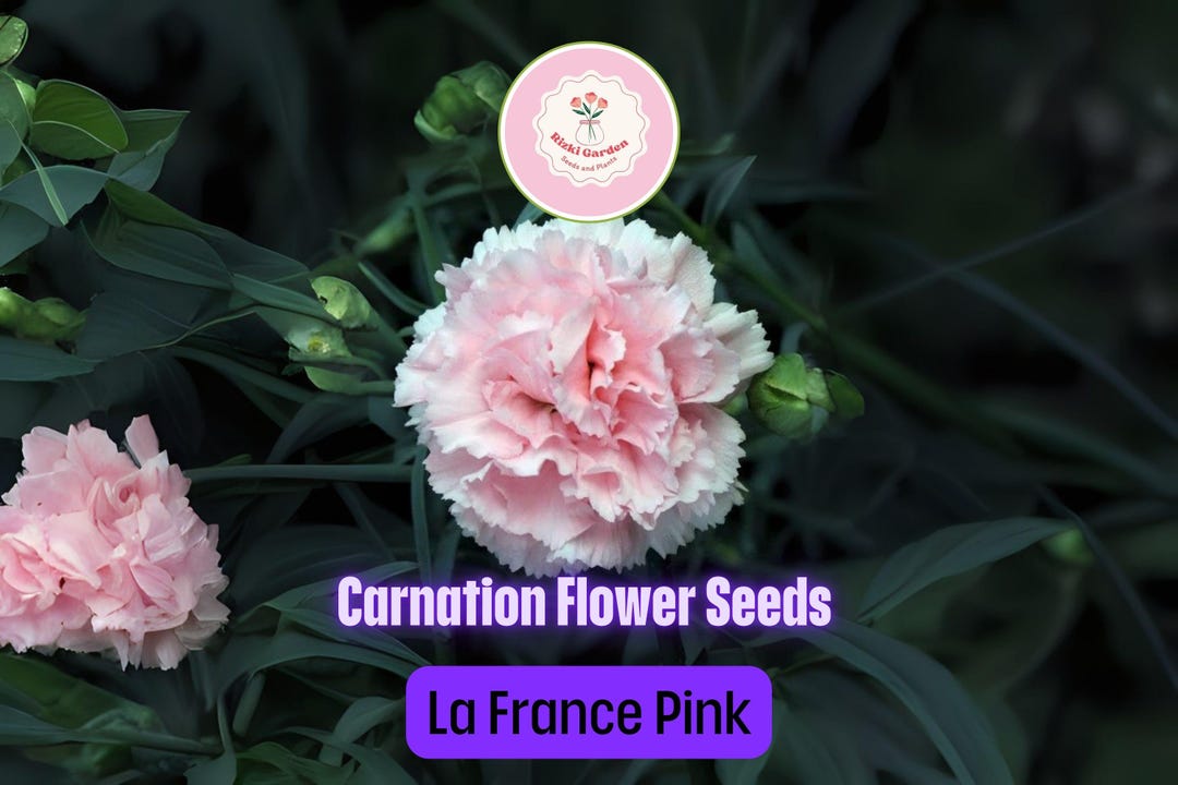 Carnation Flower Seeds for Planting – 100 La France Pink Seeds ...