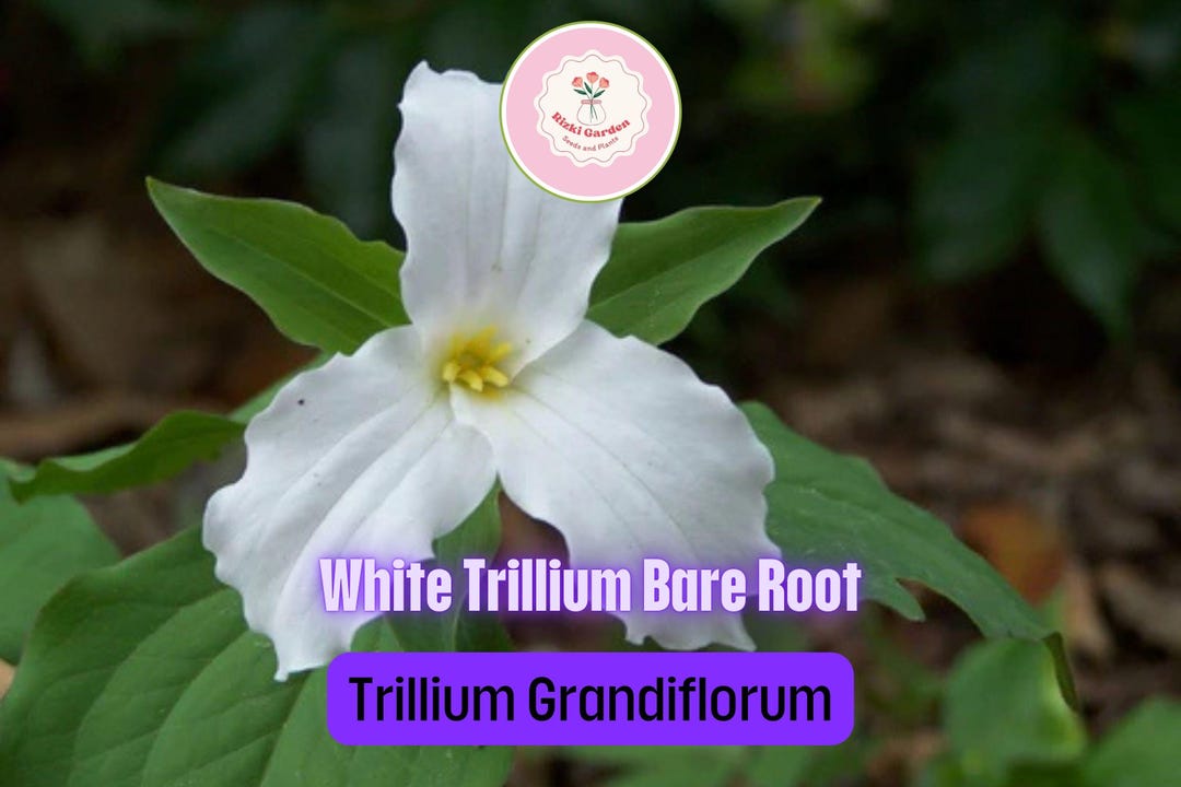 3 White Trillium Plants - Bare Root Trillium Grandiflorum | Perennial ...
