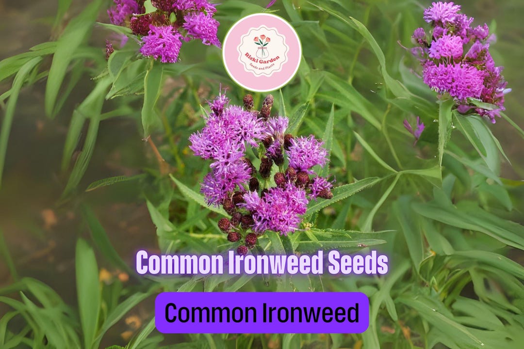 30+ Common Ironweed Seeds | Vernonia Gigantea | Non-gmo Native ...