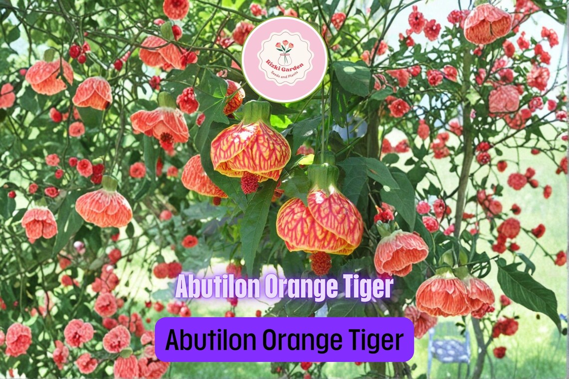 Abutilon ‘orange Tiger’ Live Plant – 4–6” Bell Hibiscus | Ornamental ...