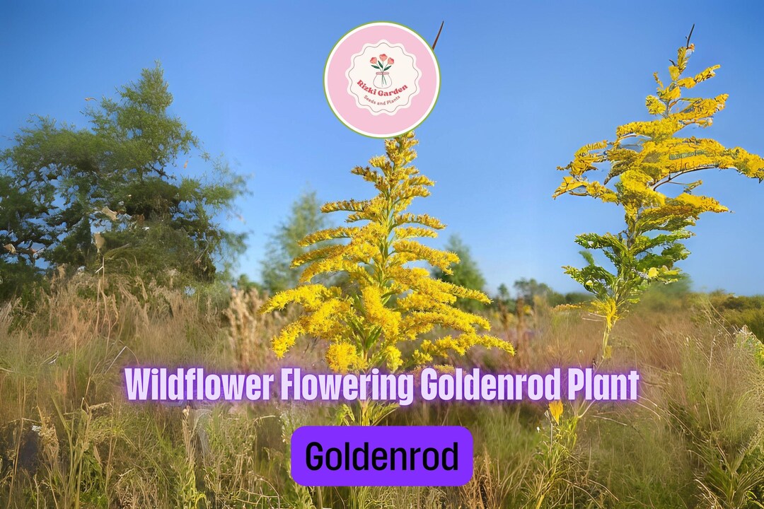 Goldenrod Plants | 12 Live Rhizome Root Cuttings | Native Wildflower ...