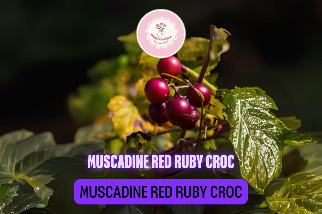 Muscadine Red Ruby Croc – 20 Fresh Grape Cuttings | Vitis Rotundifolia ...