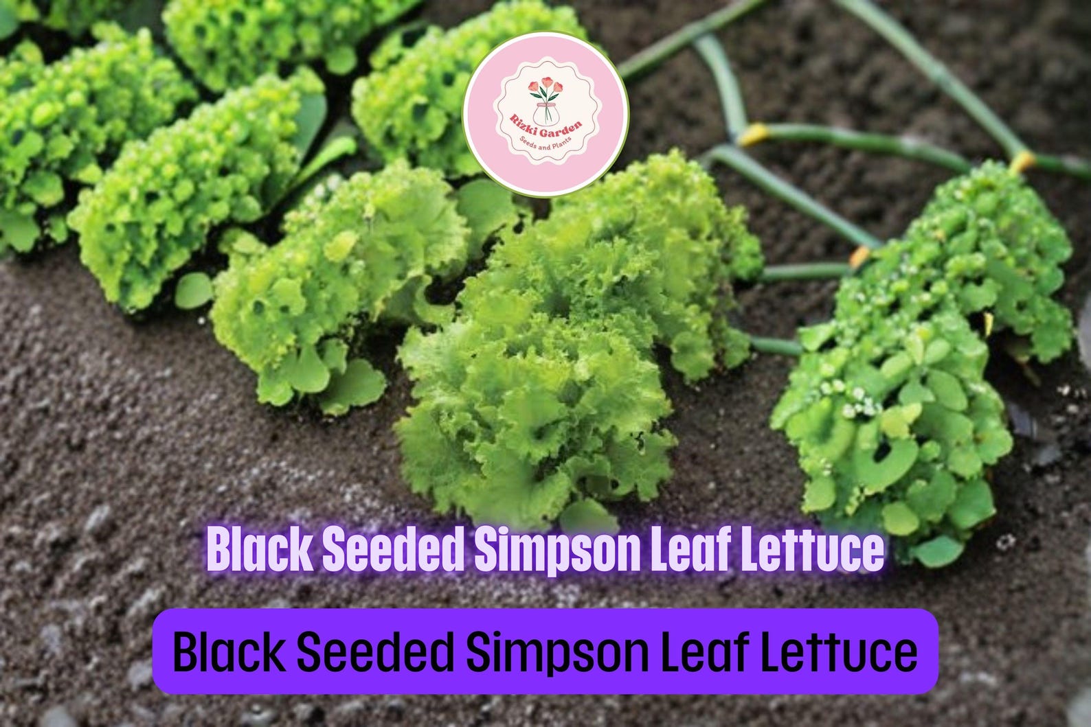 Black Seeded Simpson Leaf Lettuce Seeds – 1000 Seeds – Heirloom Loose ...