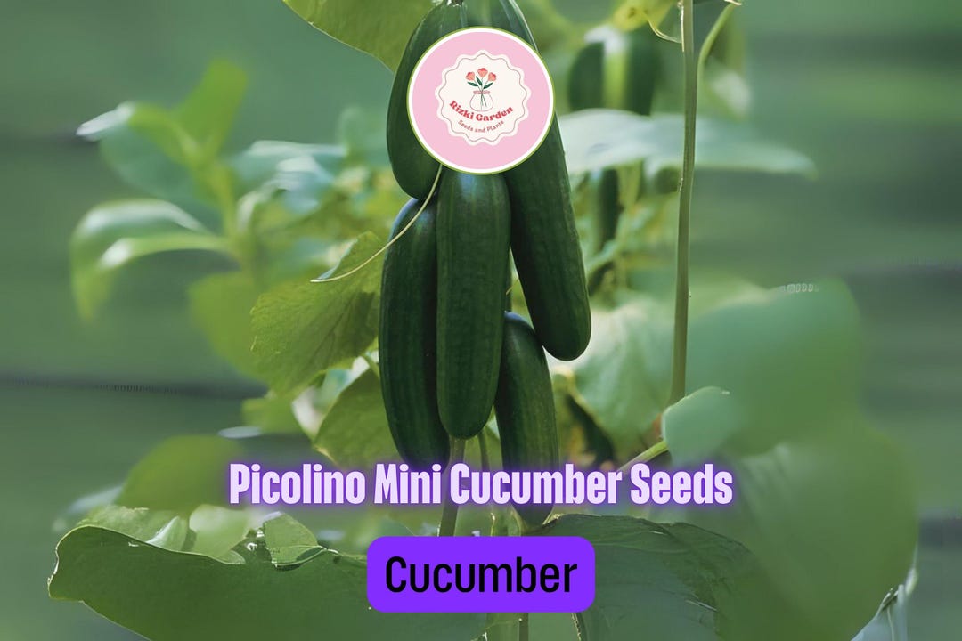10 Picolino Mini Cucumber Seeds – Crisp 5–6" Snack Cucumbers – Perfect ...