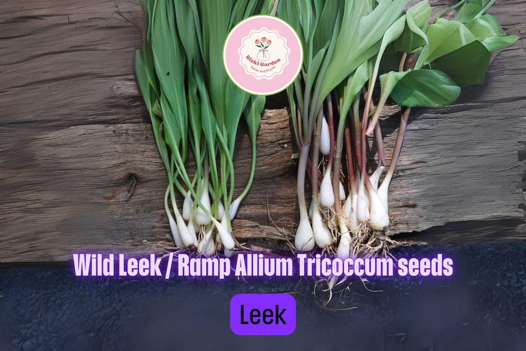 Wild Leek Ramp Seeds – 3 Packs of 10 Seeds Each – Grow Native Allium ...
