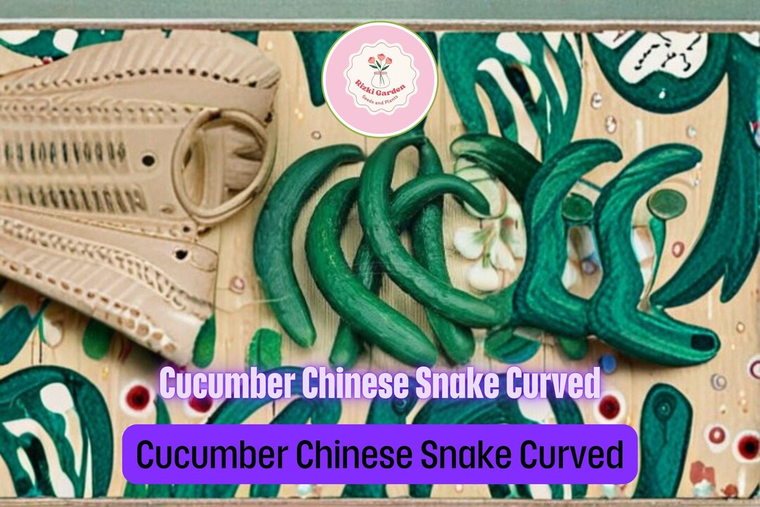 Cucumber Chinese Snake Curved Seeds – 10 Seeds – Long Curved Asian ...
