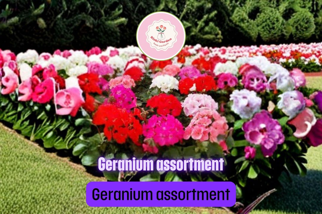 Ivy Geranium Assortment – 8 Fresh Unrooted Cuttings | Mix of Colors for ...