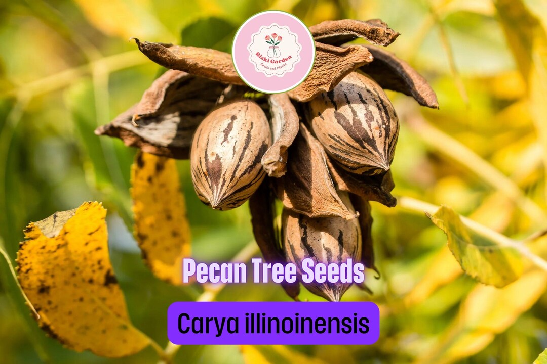 5 Pecan Tree Seeds - Carya Illinoinensis | Organic Perennial Nut Tree ...
