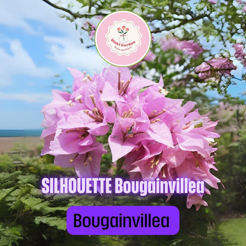 Sakura Flowers Vine - Etsy