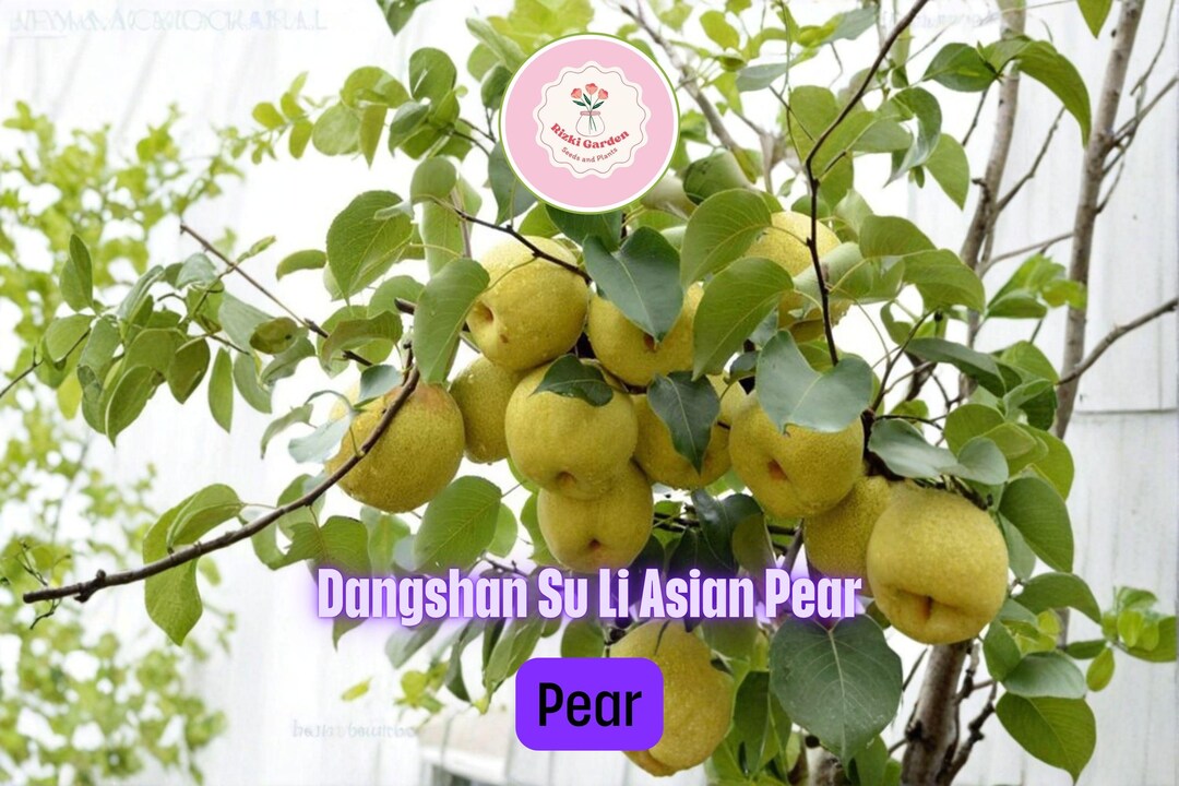 Dangshan Su Li Asian Pear Tree on Betulifolia Rootstock – Live Bare ...