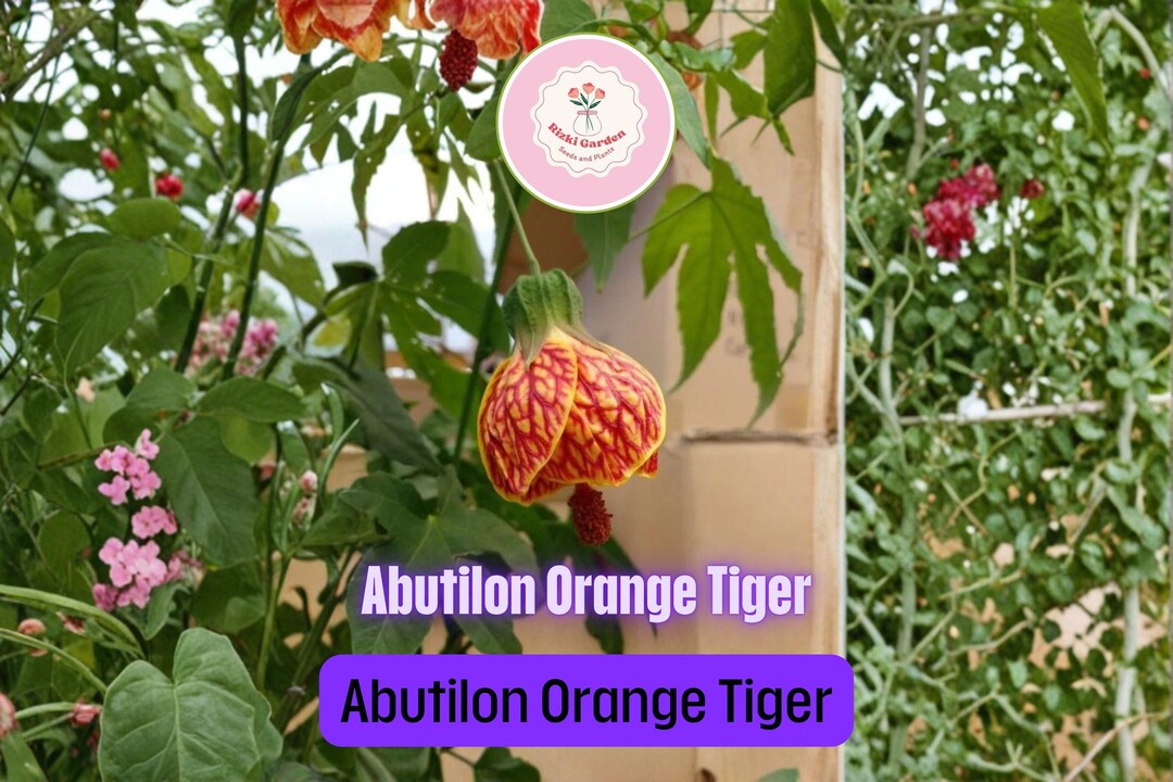 Abutilon ‘orange Tiger’ Live Plant – 4–6” Bell Hibiscus | Ornamental ...