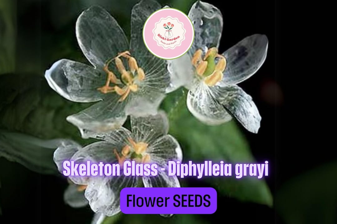 10 Skeleton Glass Flower Seeds – Diphylleia Grayi – Rare Transparent ...
