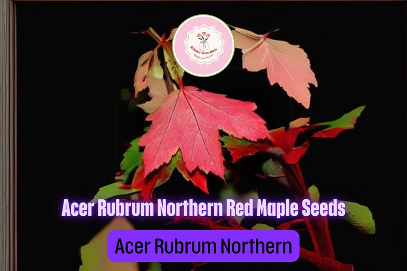 Acer Rubrum Northern Red Maple Seeds – 10 Seeds for Planting – Hardy ...
