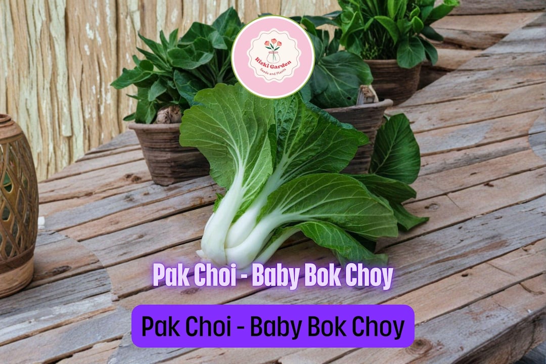 Dwarf Pak Choi Baby Bok Choy Seeds – 300 Seeds – Compact Asian Green ...