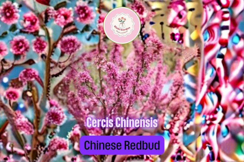 Chinese Redbud Tree Seeds (cercis Chinensis) | Ornamental Flowering ...
