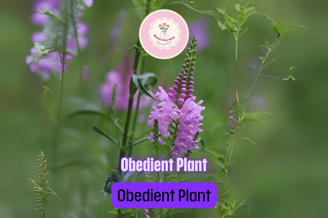 25 Obedient Plant Bare Root Perennials – Organically Grown Physostegia ...