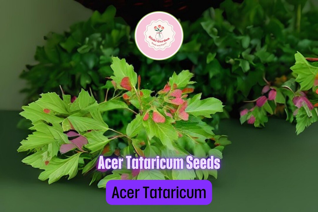 Acer Tataricum Seeds – 10 Tatarian Maple Tree Seeds for Planting – Cold ...