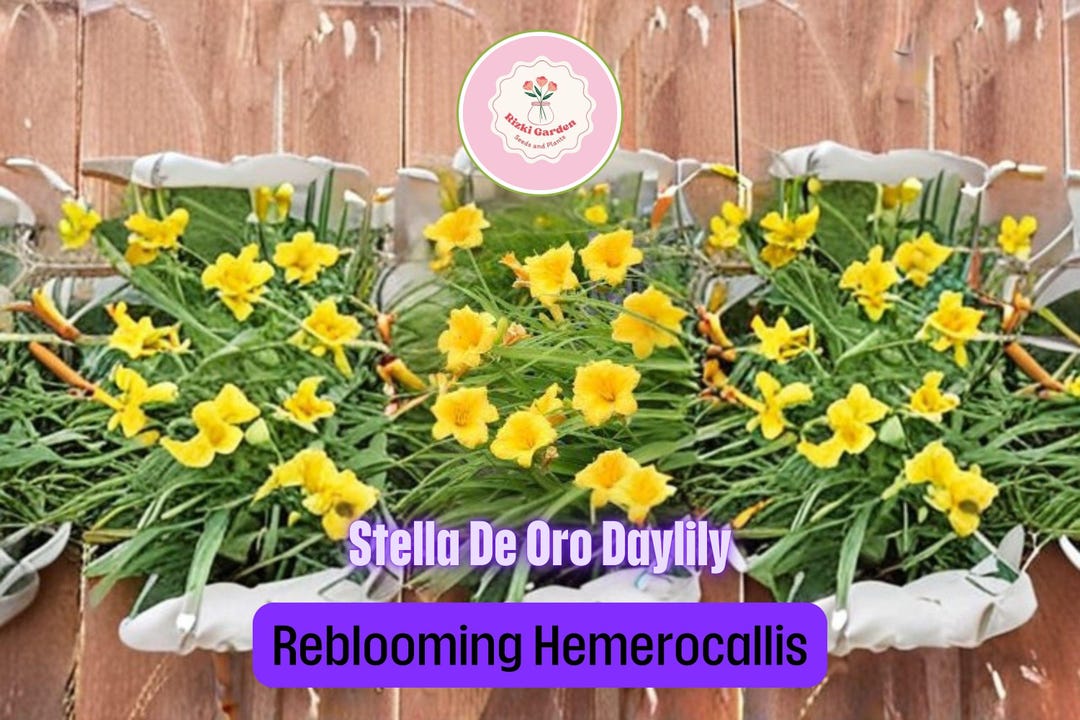 10 Stella De Oro Daylily Bare Root Plants – Reblooming Hemerocallis ...