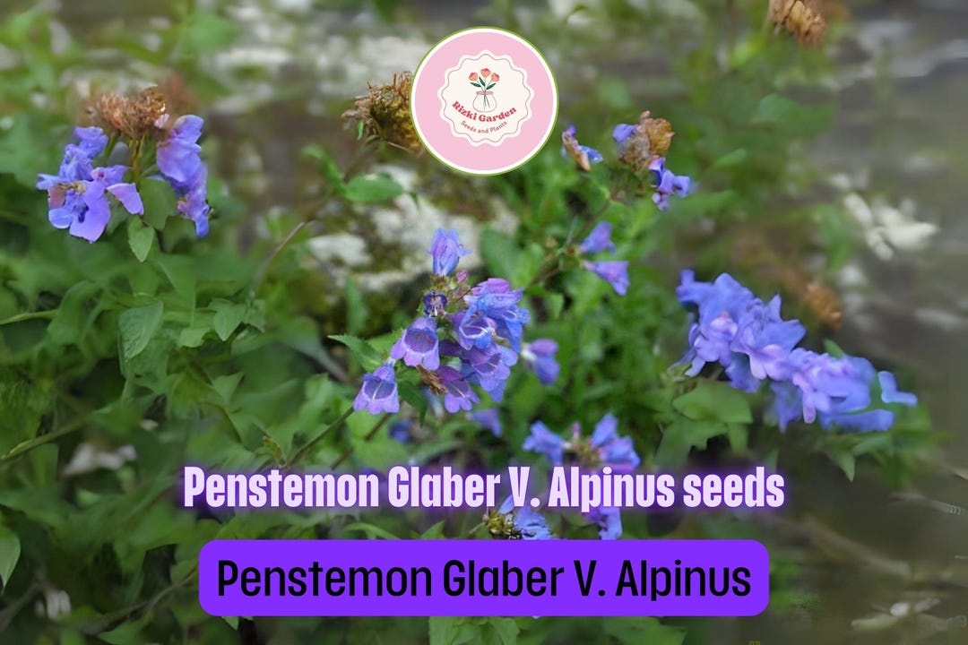 Penstemon Glaber Var. Alpinus Seeds – 3pcs X 100mg Alpine Penstemon ...