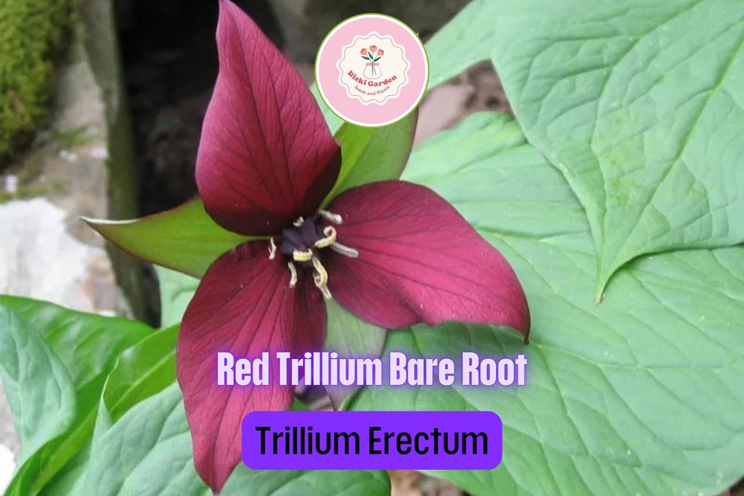 3 Red Trillium Plants - Bare Root Trillium Erectum | Shade-loving ...