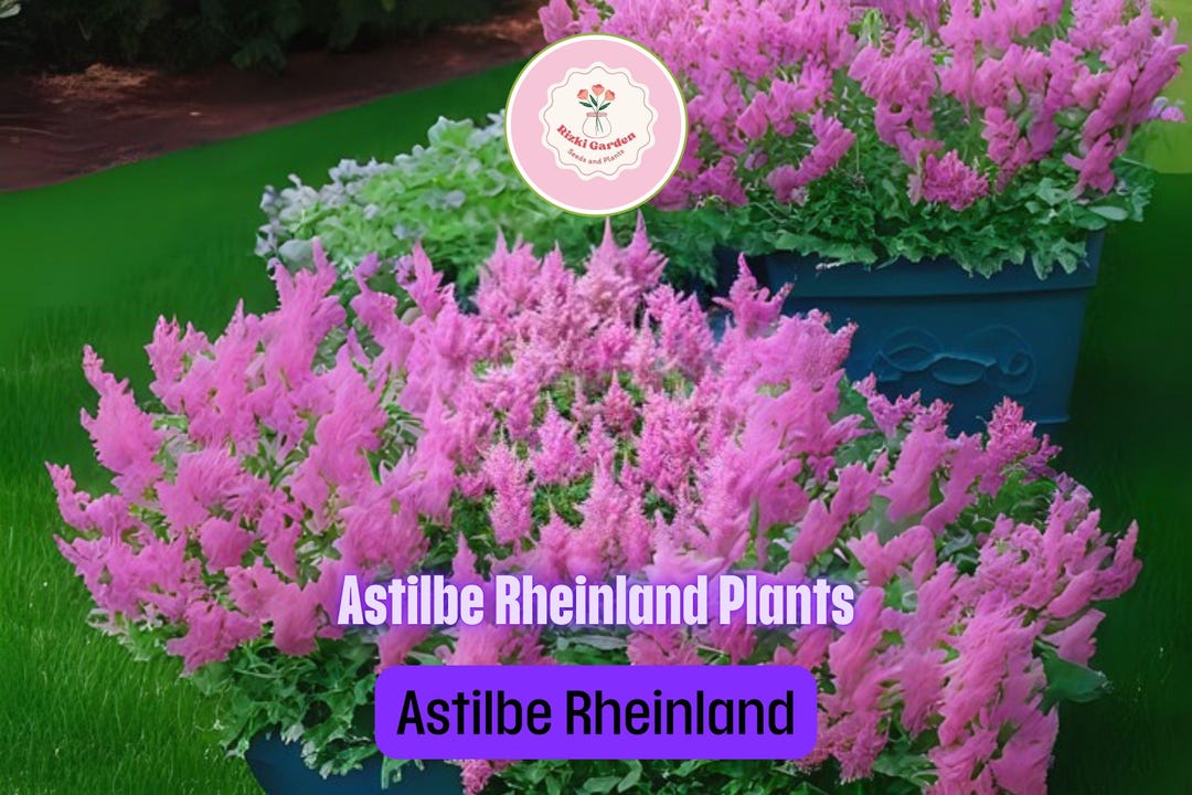 Astilbe ‘rheinland’ – 25 Bare Root Plants | Hardy Perennial With Pink ...