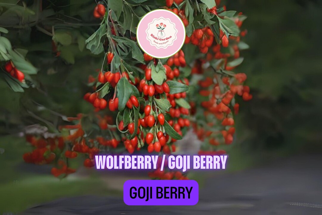 Goji Berry Plant – Live Rooted Wolfberry Shrub ~6” Tall | Hardy Fruit ...