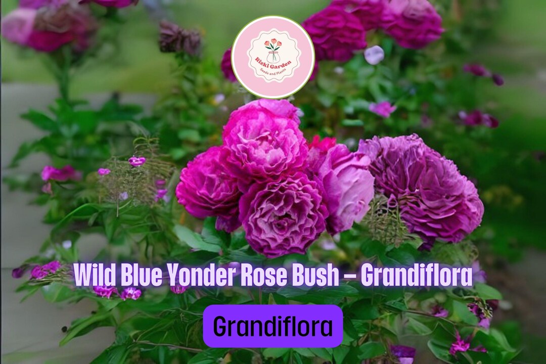 Wild Blue Yonder Rose Bush – Grandiflora Bare Root Live Starter Plant ...