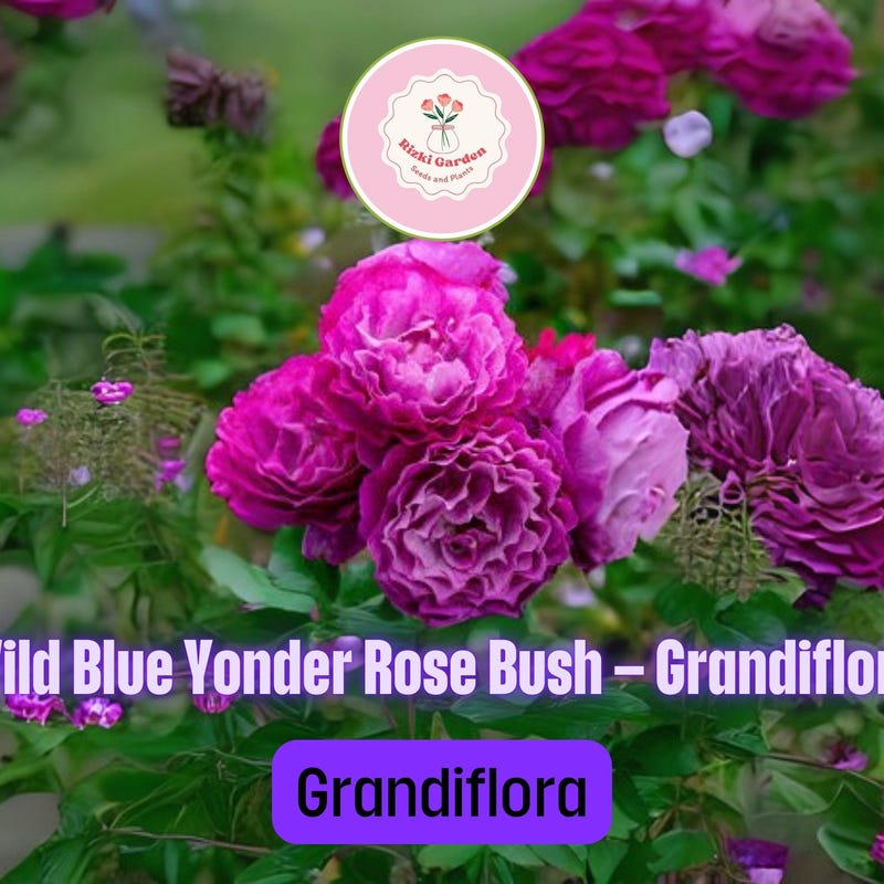 Blue Roses Plants - Etsy