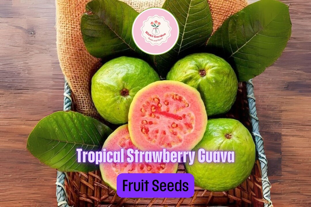 50 Seeds Tropical Strawberry Guava (psidium Cattleianum) - Organic Pink Guava - Exotic Fruit ...