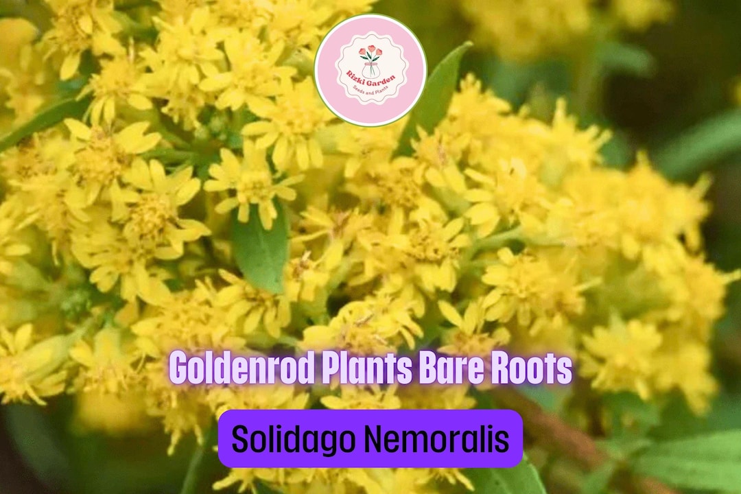 10 Goldenrod Plants - Bare Root Solidago Nemoralis | Native Pollinator ...
