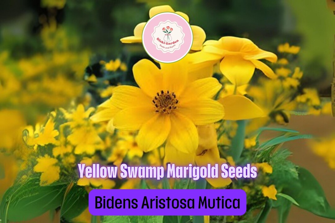 Yellow Swamp Marigold Seeds (100) - Bidens Aristosa Mutica - Pollinator ...