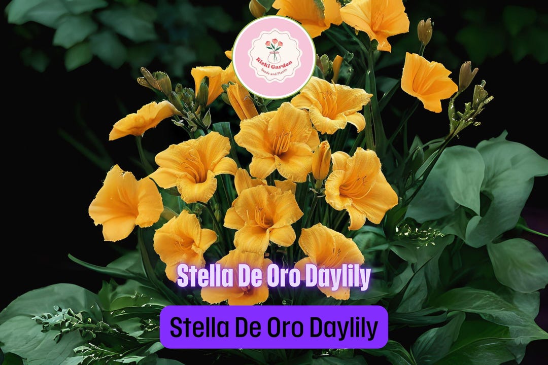 Stella De Oro Daylily – 5 Rooted Starter Plants | Reblooming Perennial ...