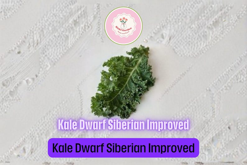 Dwarf Siberian Improved Kale Seeds – 500 Seeds – Brassica Napus for ...