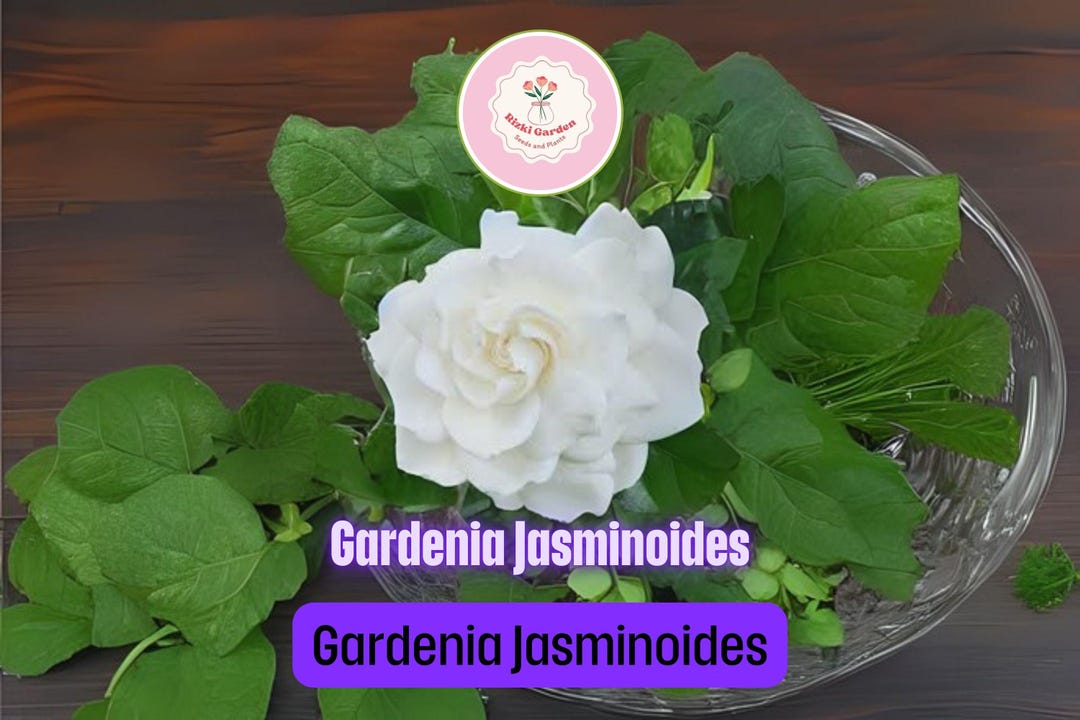 Gardenia Jasminoides – Live Cape Jasmine Shrub | Fragrant White Flowers ...