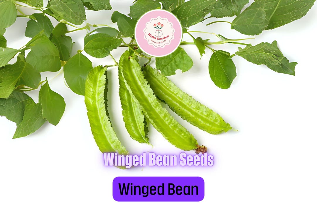 10 Winged Bean Seeds for Planting | Exotic Asian Vegetable | Edible ...