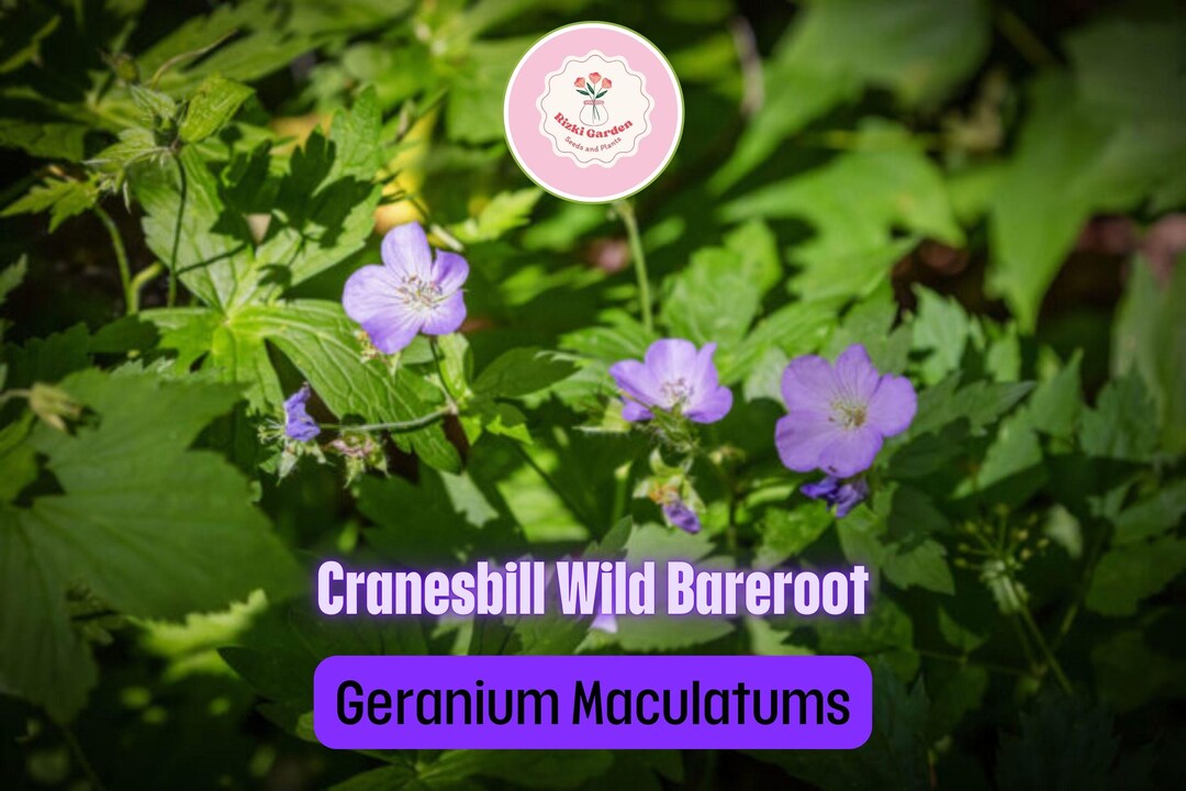 5 Cranesbill Wild Geranium Plants - Bare Root Geranium Maculatum ...