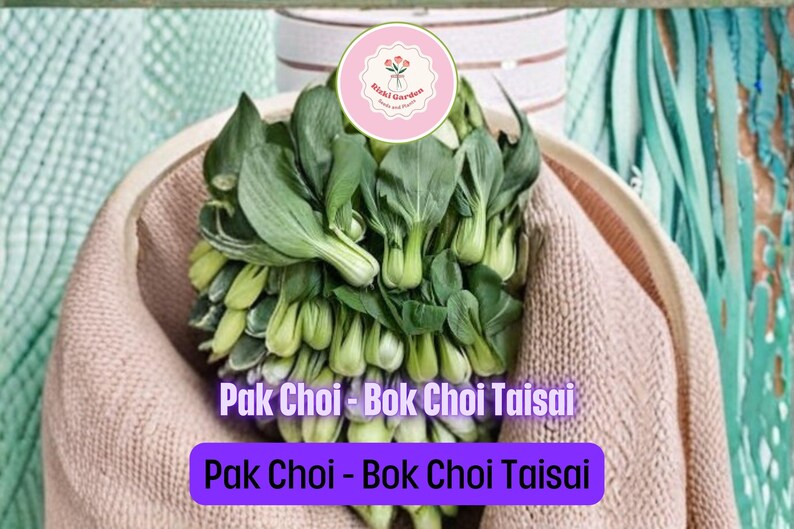Pak Choi Bok Choi Taisai Seeds – 500 Seeds – Asian Green for Garden ...