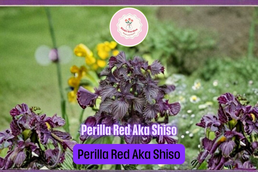Perilla Red Shiso Seeds – 100 Seeds – Aka Shiso Herb for Home Gardens ...