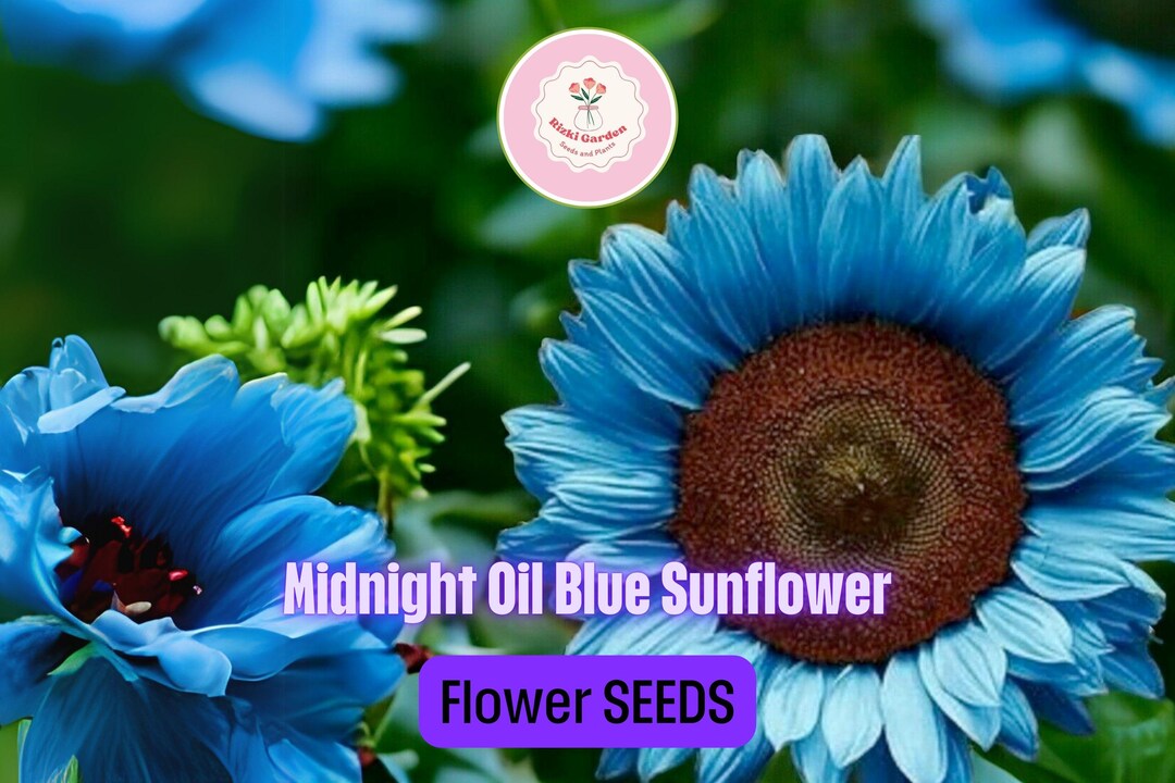 50 Midnight Oil Blue Sunflower Seeds - Rare Hybrid - Stunning Garden ...